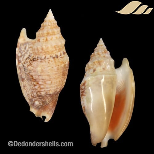 Strombidae Archives - De Donder Shells