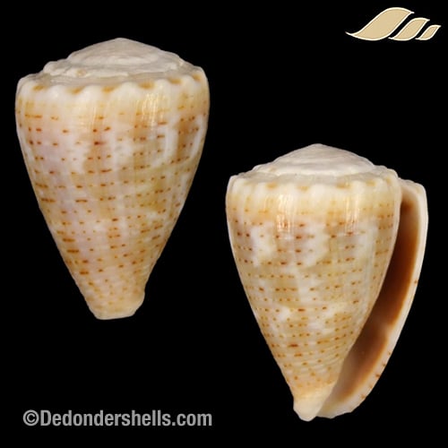 Shop - De Donder Shells