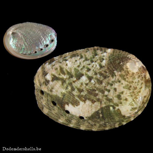 Haliotis roei 12 - De Donder Shells