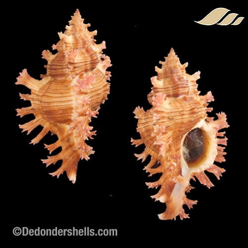 Muricidae Archives - Page 3 of 9 - De Donder Shells