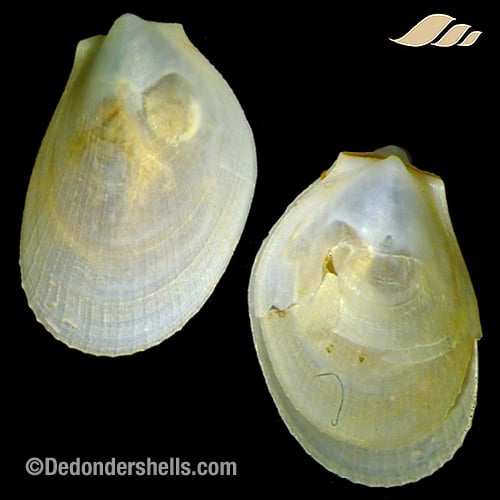 Shop - De Donder Shells