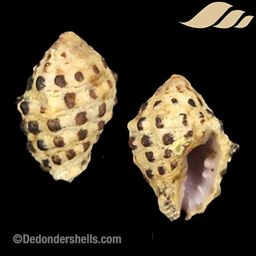 Muricidae Archives - Page 2 of 7 - De Donder Shells