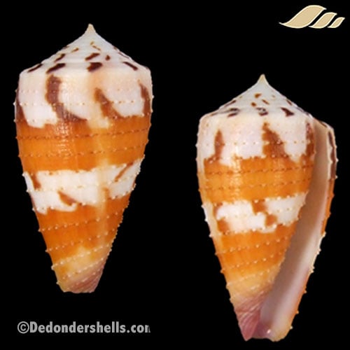 Shop - De Donder Shells