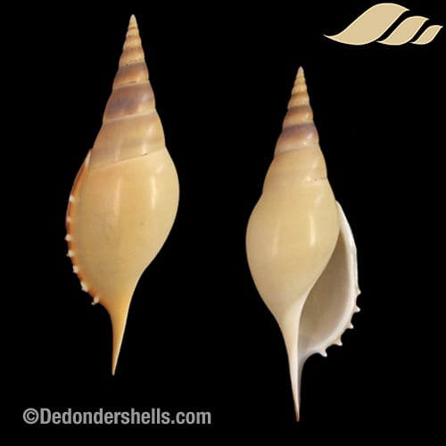 Strombidae Archives - De Donder Shells