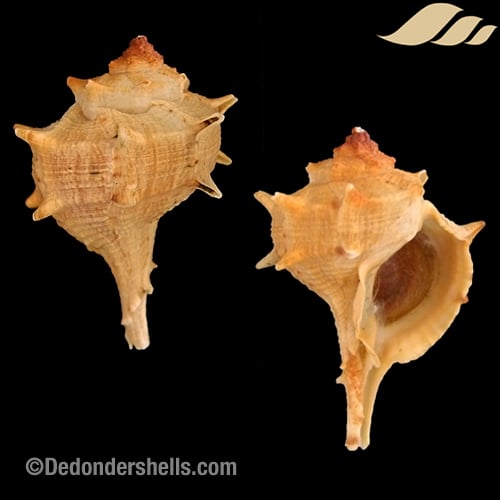 Muricidae Archives - Page 2 of 7 - De Donder Shells