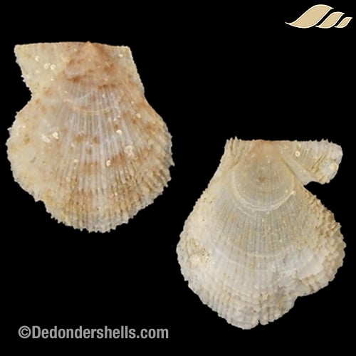 Shop - De Donder Shells