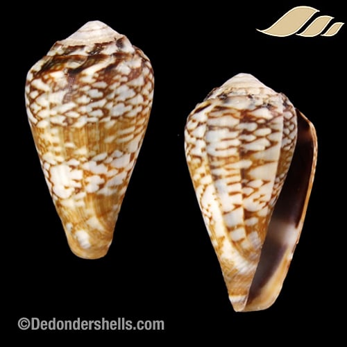 Shop - De Donder Shells
