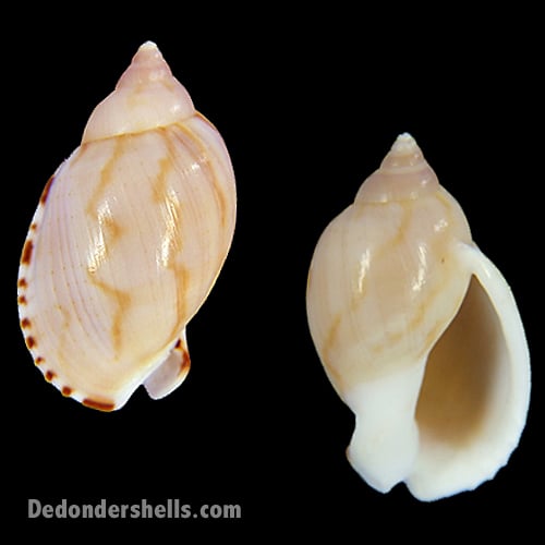 Cassidae Archives - De Donder Shells