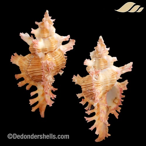 Muricidae Archives - Page 3 of 9 - De Donder Shells