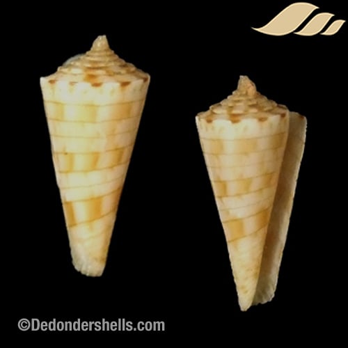 Shop - De Donder Shells