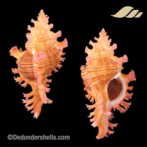 Muricidae Archives - Page 3 of 9 - De Donder Shells