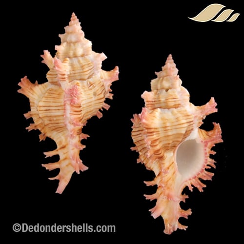 Muricidae Archives - Page 3 of 9 - De Donder Shells