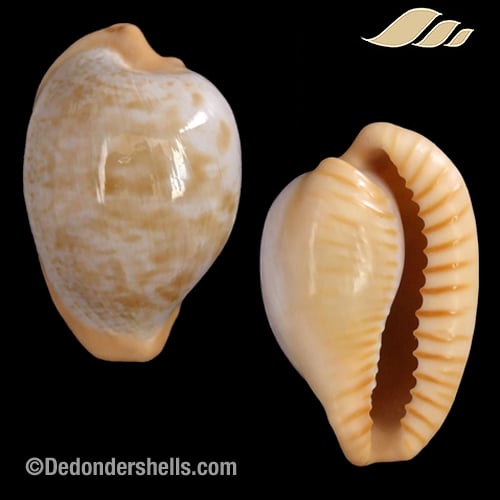 Shop - De Donder Shells