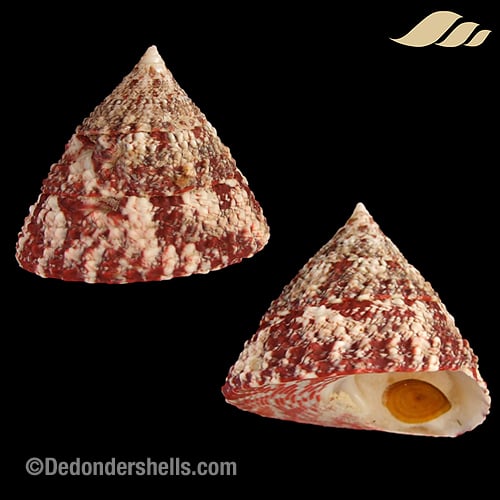 Trochidae Archives - De Donder Shells