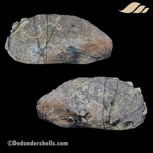 Shop - De Donder Shells