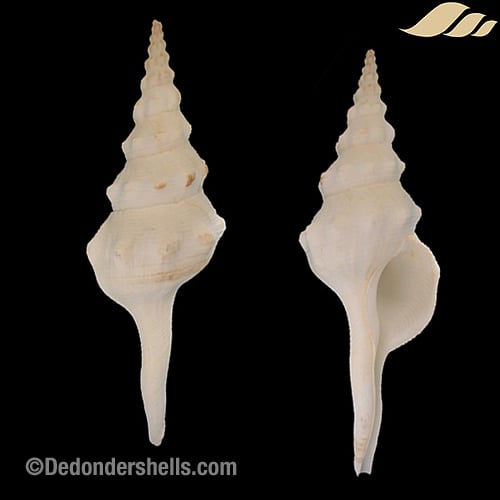 Fasciolariidae Archives - De Donder Shells