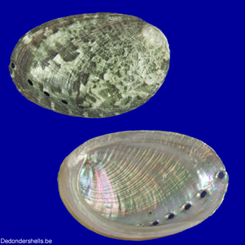 Haliotis roei 3 - De Donder Shells