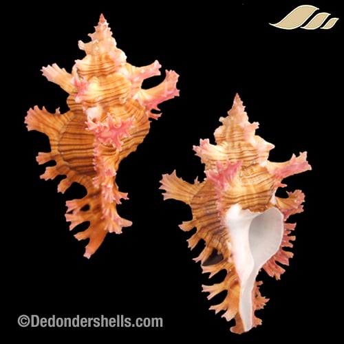 Muricidae Archives - Page 3 of 9 - De Donder Shells