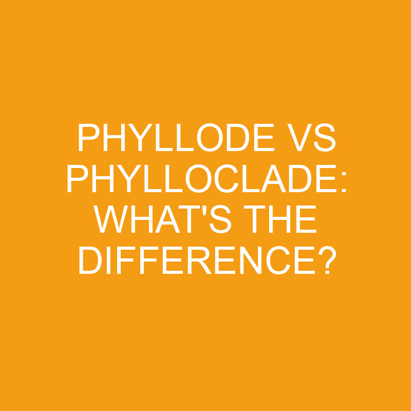 Phyllode Vs Phylloclade: What's The Difference? » Differencess