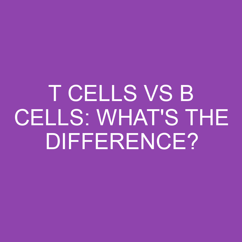 T Cells Vs B Cells: What's The Difference? » Differencess