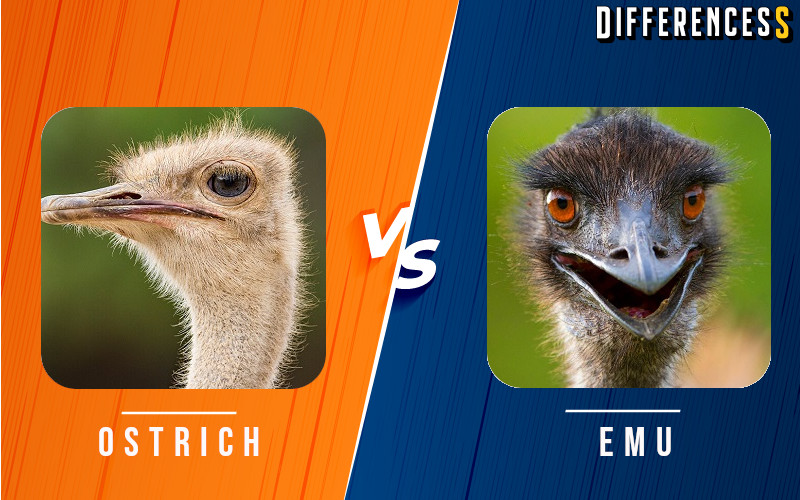 Ostrich Vs Emu Differences And Comparison » Differencess