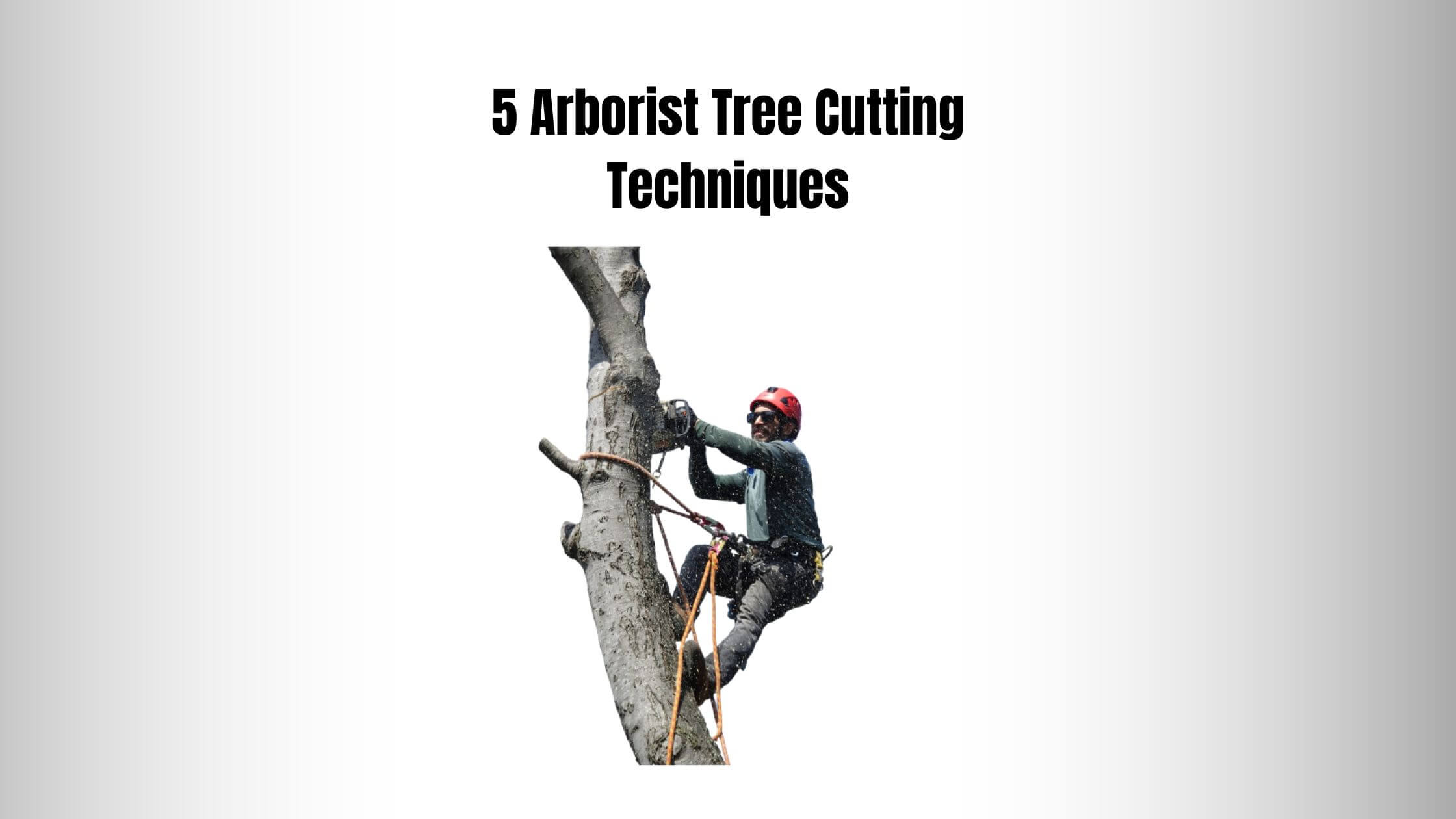 5 Arborist Tree Cutting Techniques: How Do Arborists Cut Down Trees ...