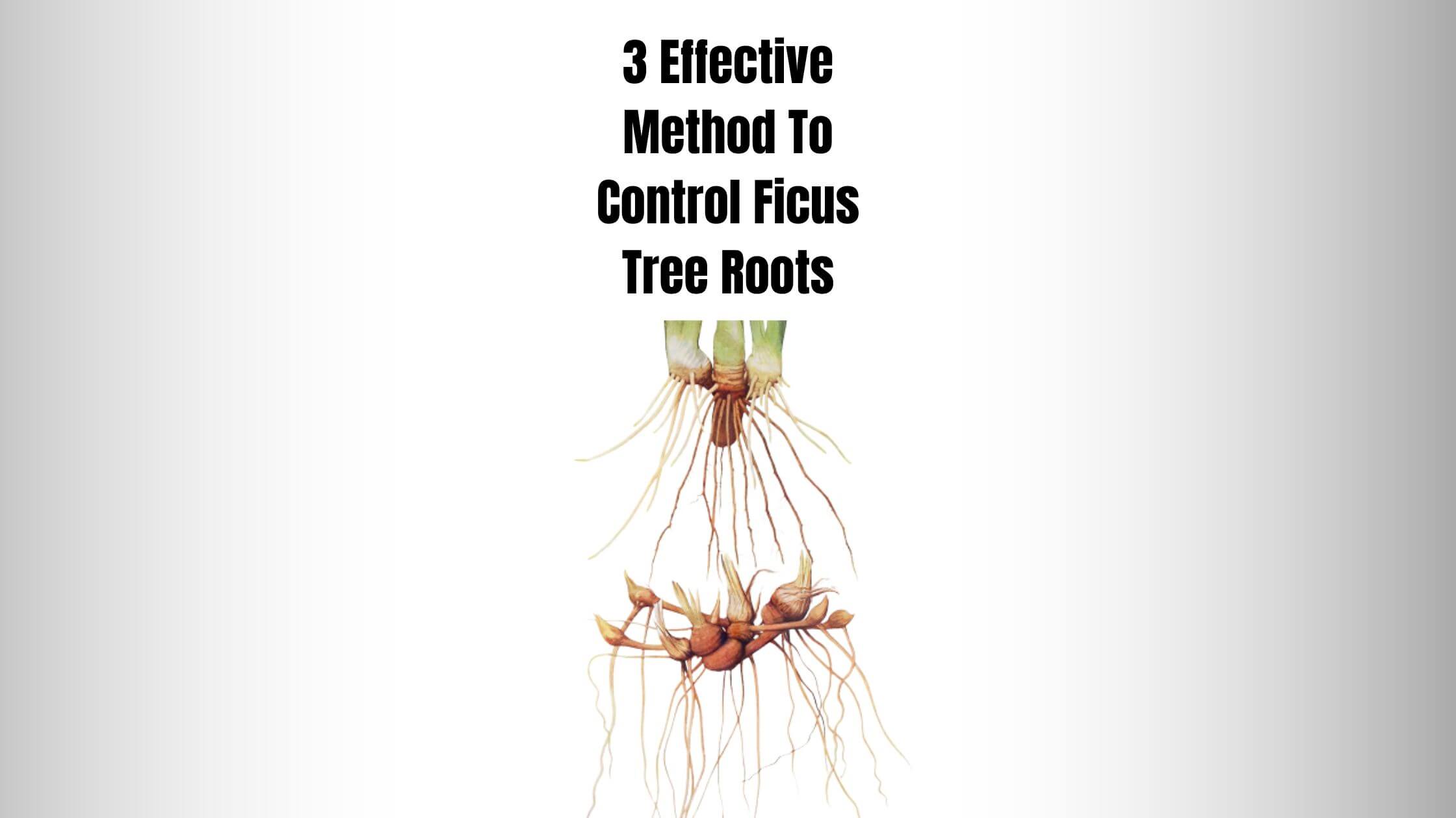 How To Control Ficus Tree Roots? (3 Effective Method) - Everything ...