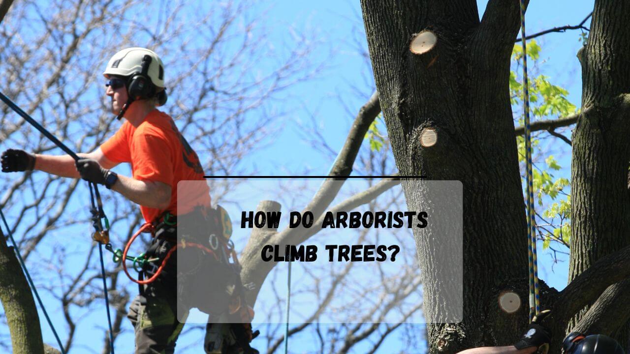 How Do Arborists Climb Trees? 5 RISKY Arborist Climbing Techniques