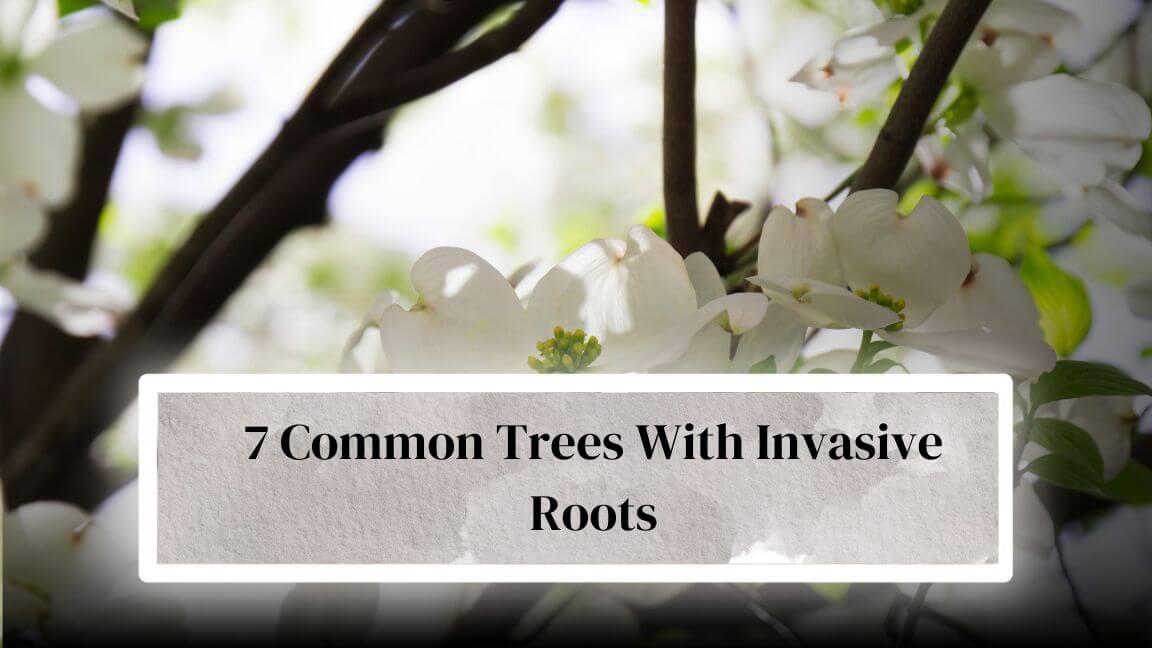 Are Dogwood Tree Roots Invasive? - Everything Arboriculture
