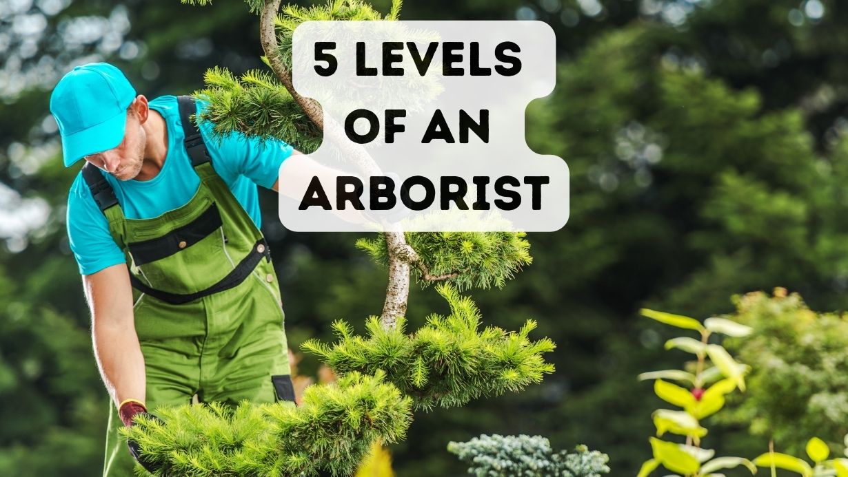 What Are The Levels Of An Arborist? 5 Levels Explained - Everything ...