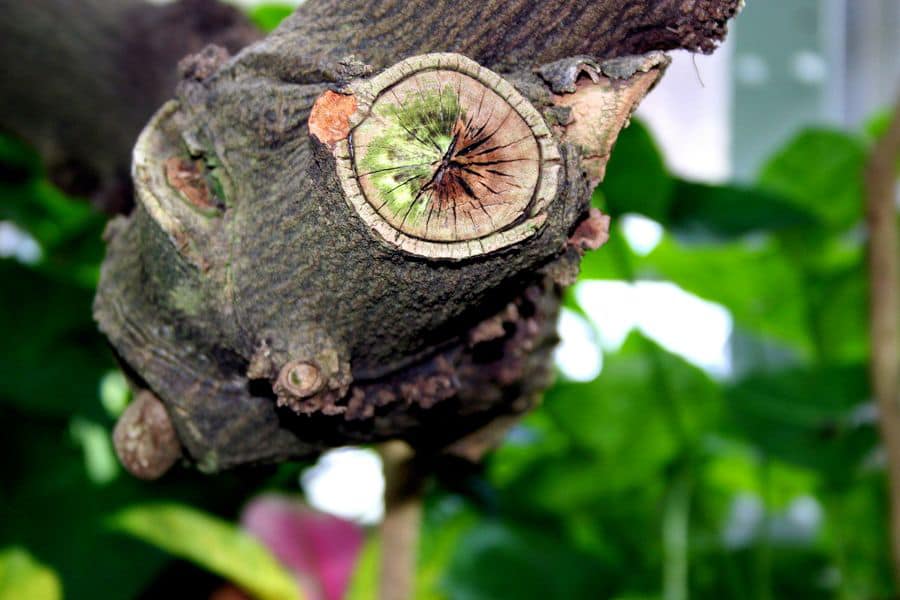 How to Seal a Tree After Pruning (Hint... You Don’t) - Everything ...