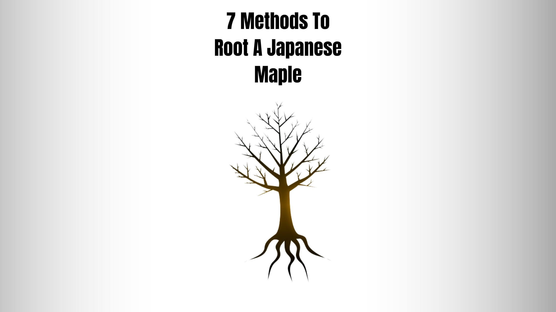 How to Root A Japanese Maple? (7 Methods To Try!) - Everything ...