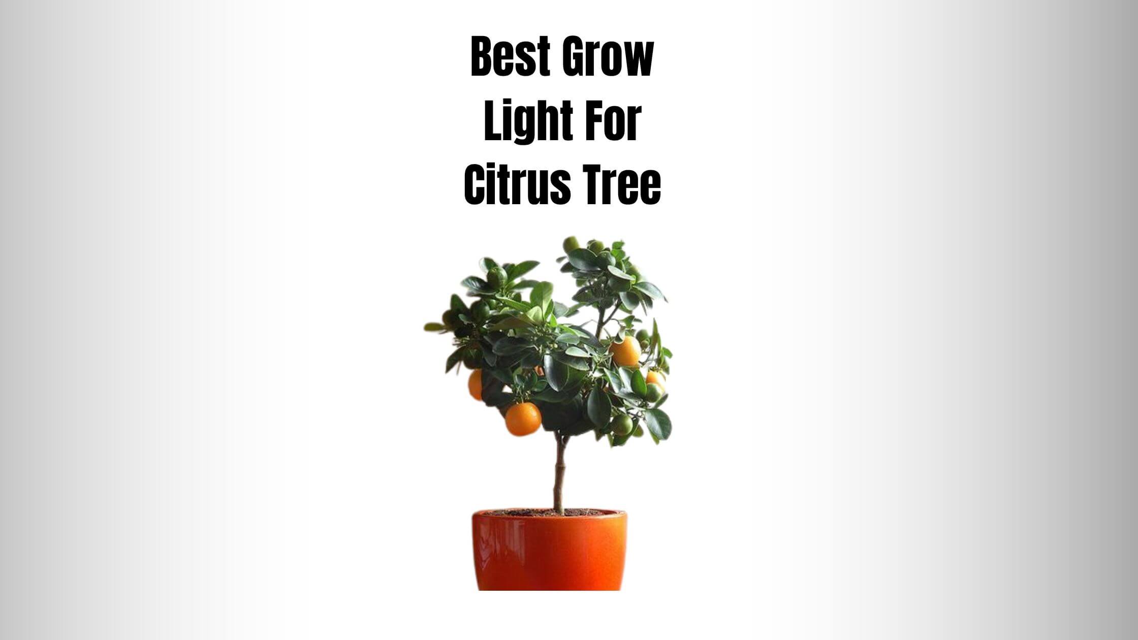 Best Grow Light For Citrus Tree: 7 Pros Of Using For Indoor Tree ...