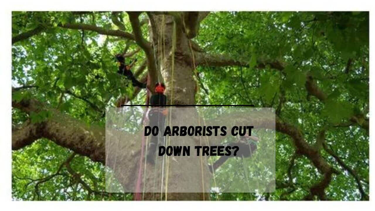 5 Arborist Tree Cutting Techniques: How Do Arborists Cut Down Trees ...
