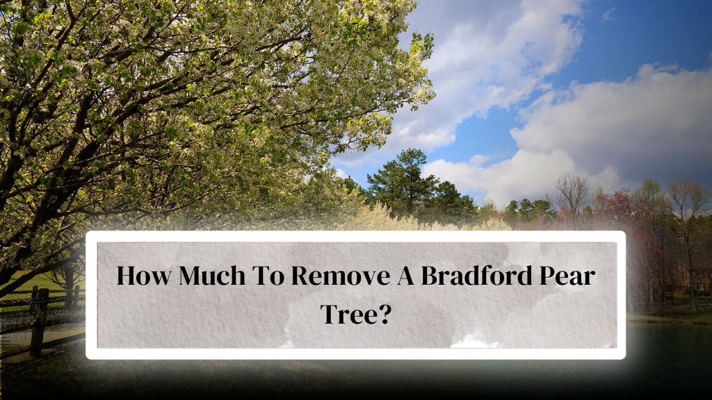 Exorbitant Bradford Pear Tree Removal Cost: 7 Factors to Consider ...