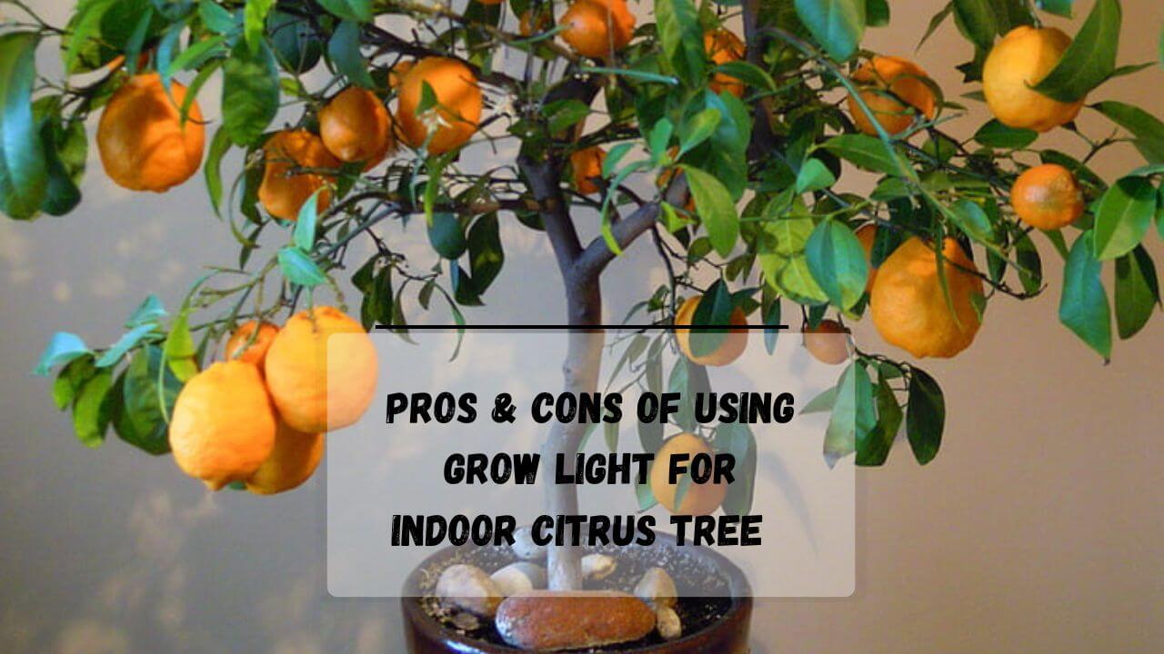 Best Grow Light For Citrus Tree: 7 Pros Of Using For Indoor Tree ...
