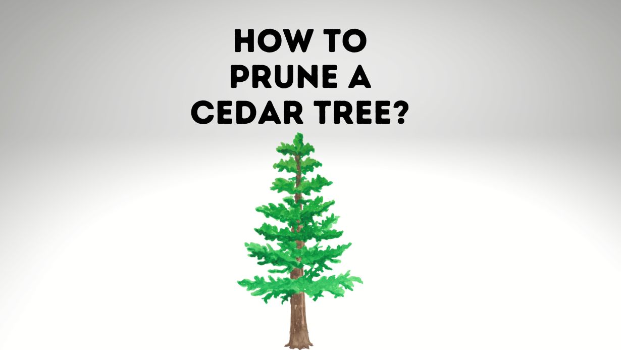 How To Prune A Cedar Tree? [Trim, Prune, and Cedar Care] - Everything ...