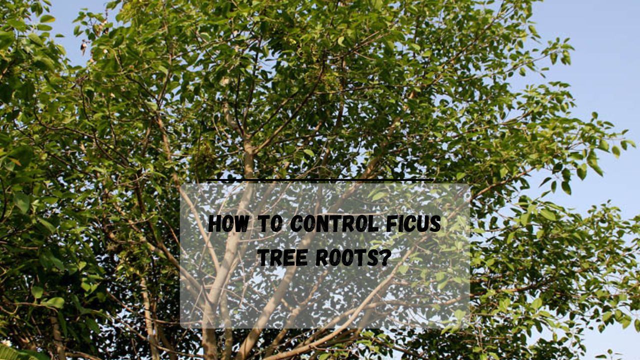 How To Control Ficus Tree Roots? (3 Effective Method) - Everything ...