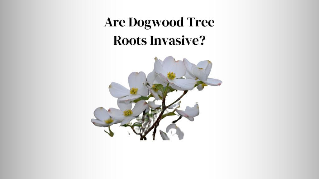 Are Dogwood Tree Roots Invasive? - Everything Arboriculture