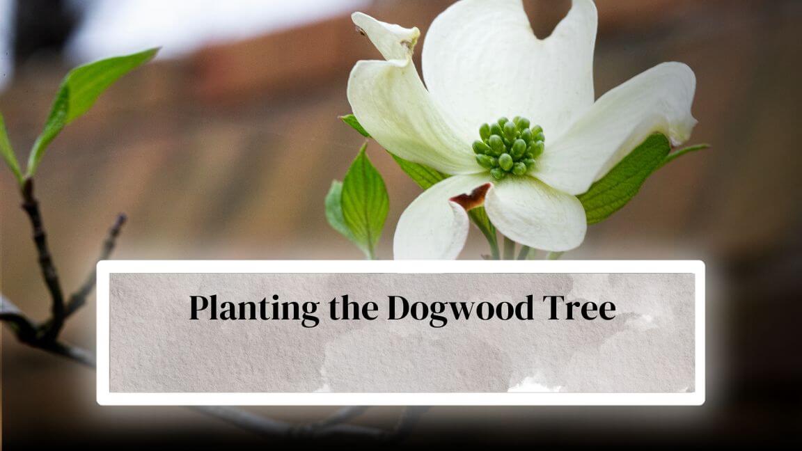 Easy Dogwood Tree Planting Instructions 101 GUIDE - Everything ...