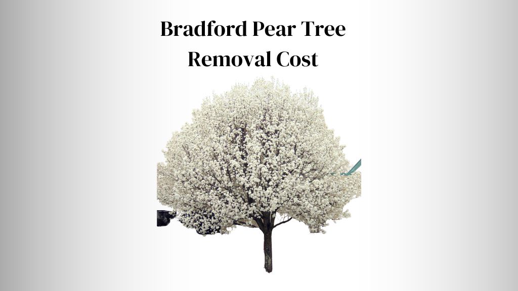 Exorbitant Bradford Pear Tree Removal Cost: 7 Factors to Consider ...
