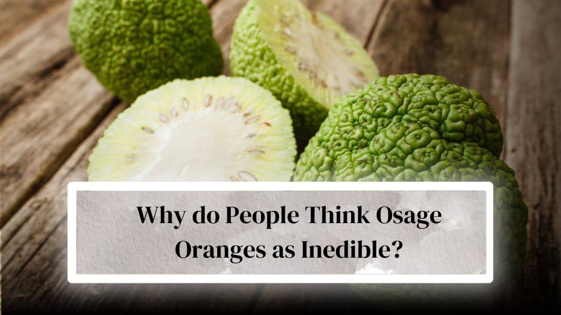 Are Osage Oranges Edible? (3 Critical Tips) - Everything Arboriculture