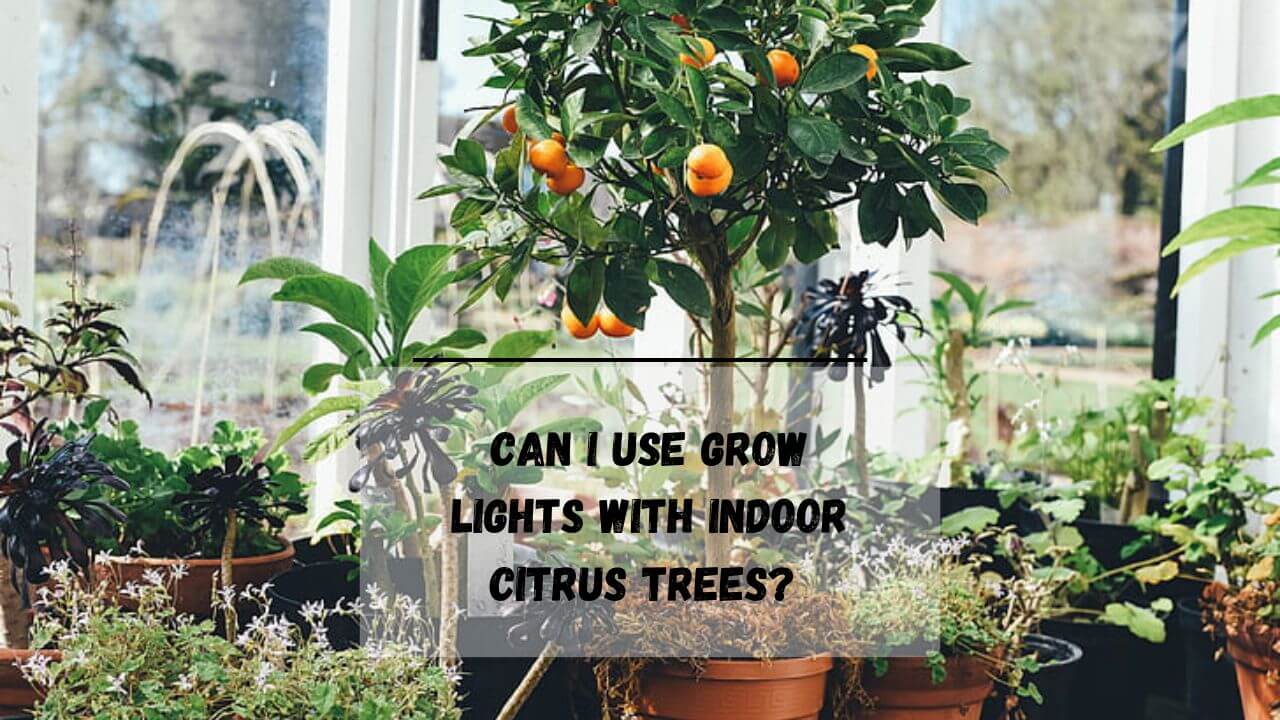 Best Grow Light For Citrus Tree: 7 Pros Of Using For Indoor Tree ...