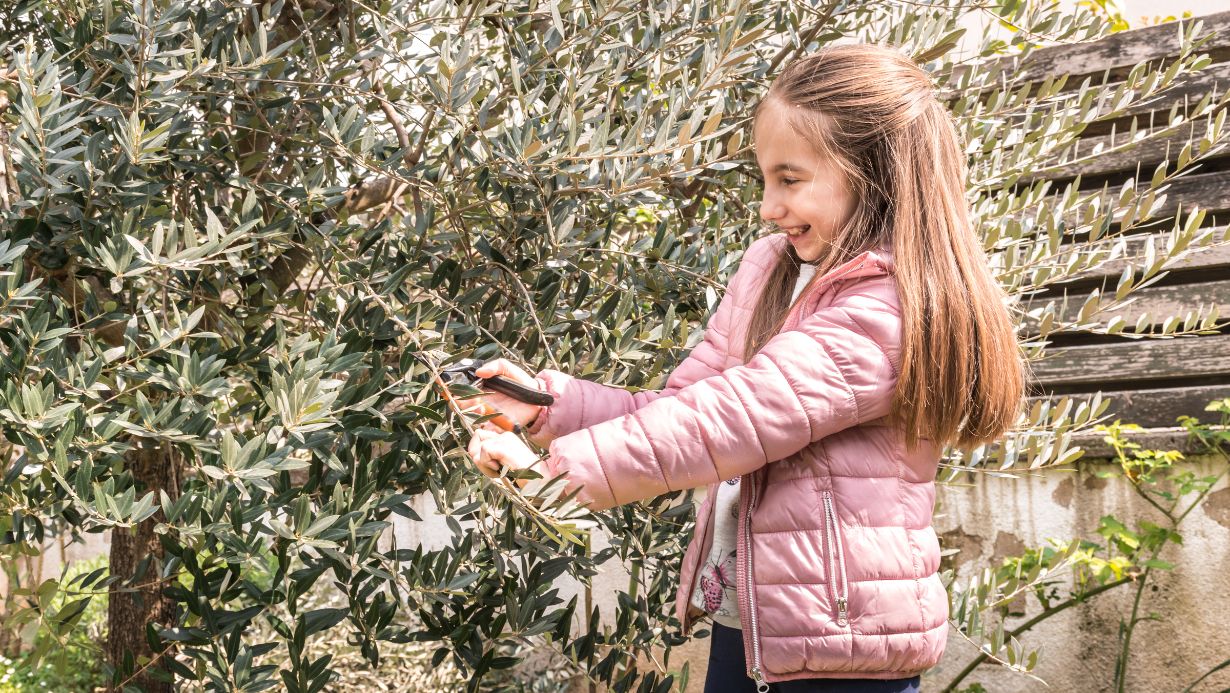 How To Prune A Cedar Tree? [Trim, Prune, and Cedar Care] - Everything ...
