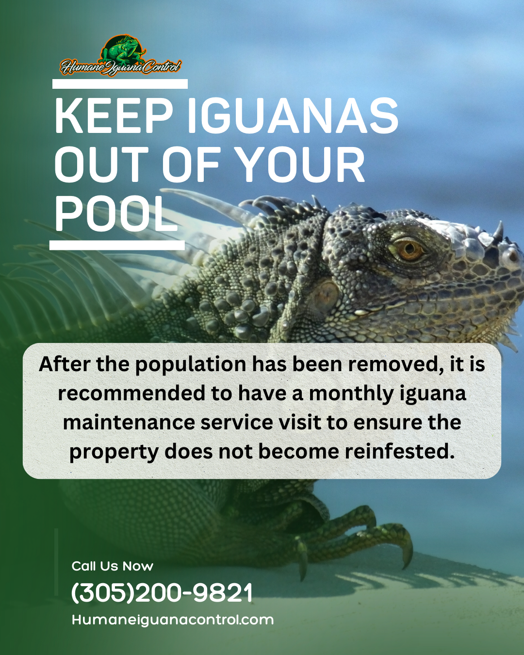 Dealing With Iguana Poop in Your Pool - Effective Iguana Removal Near Me