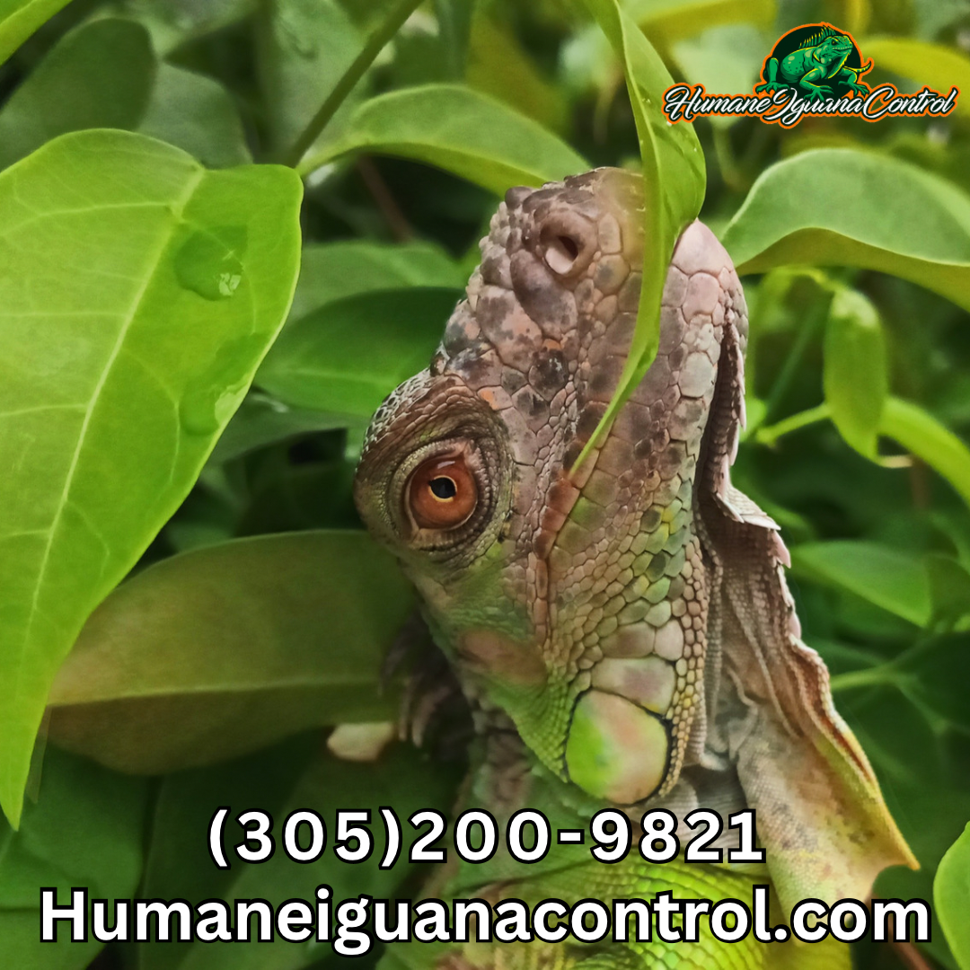 Signs Of Iguanas On Your Property