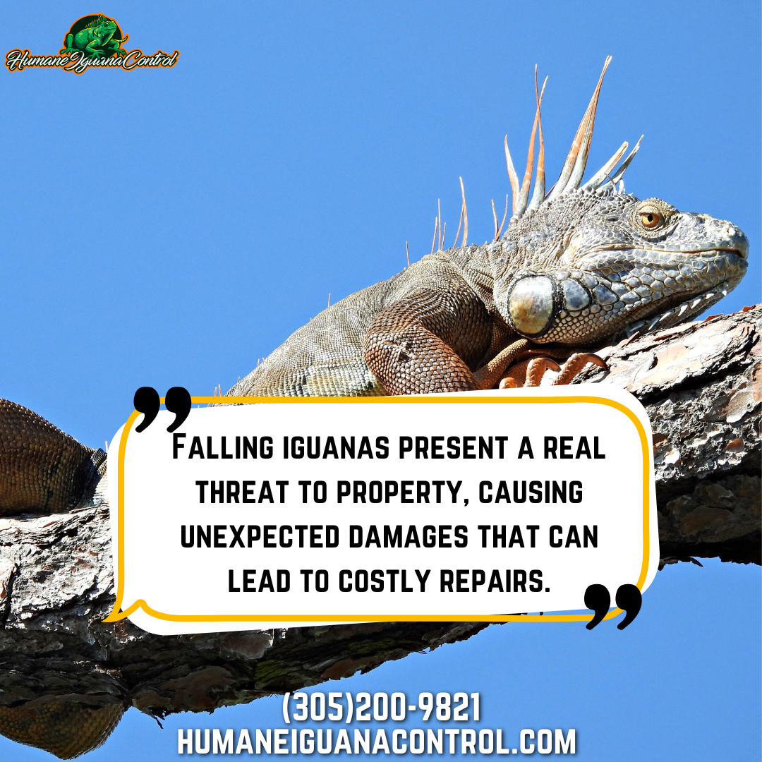 Falling Iguanas in Florida: Humane Control Solutions