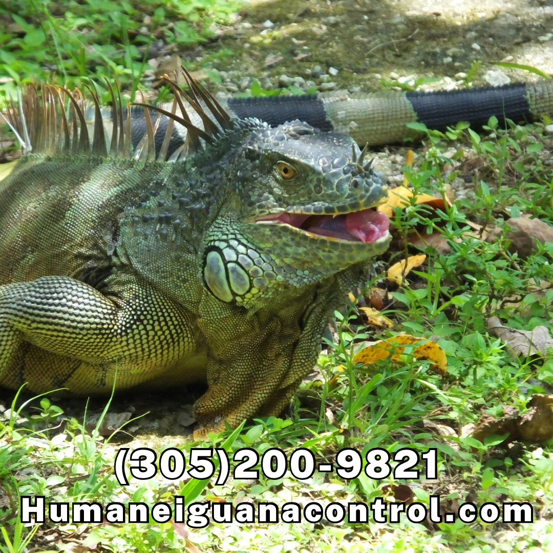 What Does Iguana Poop Look Like - Learn the Signs of Iguana Feces