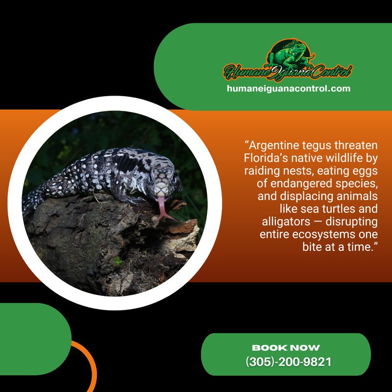 Invasive tegu lizards in Florida: A growing threat