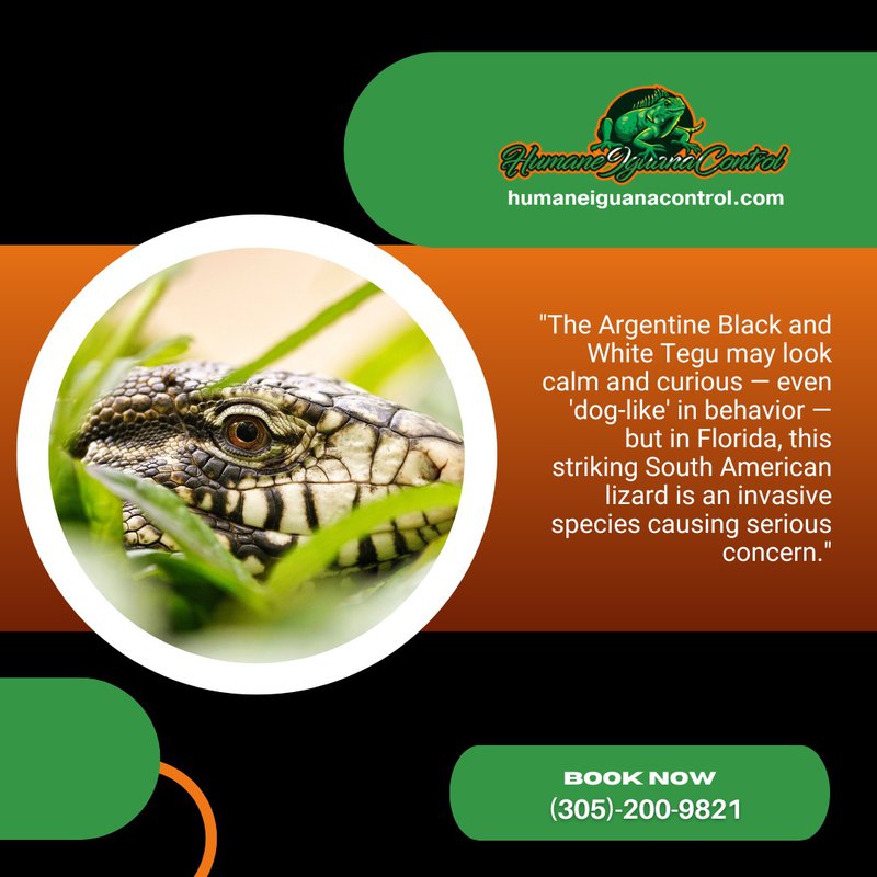 Invasive tegu lizards in Florida: A growing threat